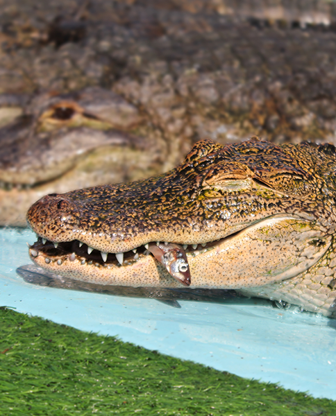 Gator Spot | Live Gators In Orlando
