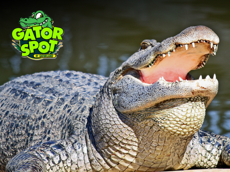 Gator Spot | Live Gators In Orlando