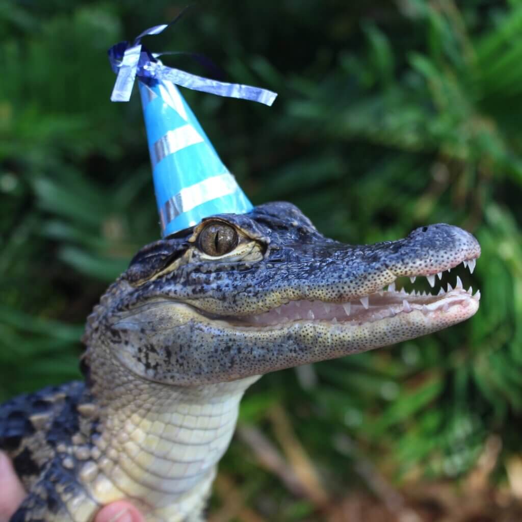 Gator Spot | Live Gators In Orlando